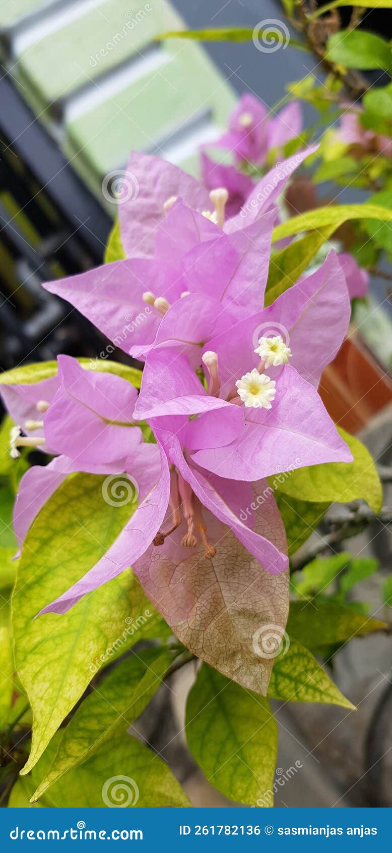 The Most Beautiful Red Paper Flowers Stock Photo - Image of flowers ...