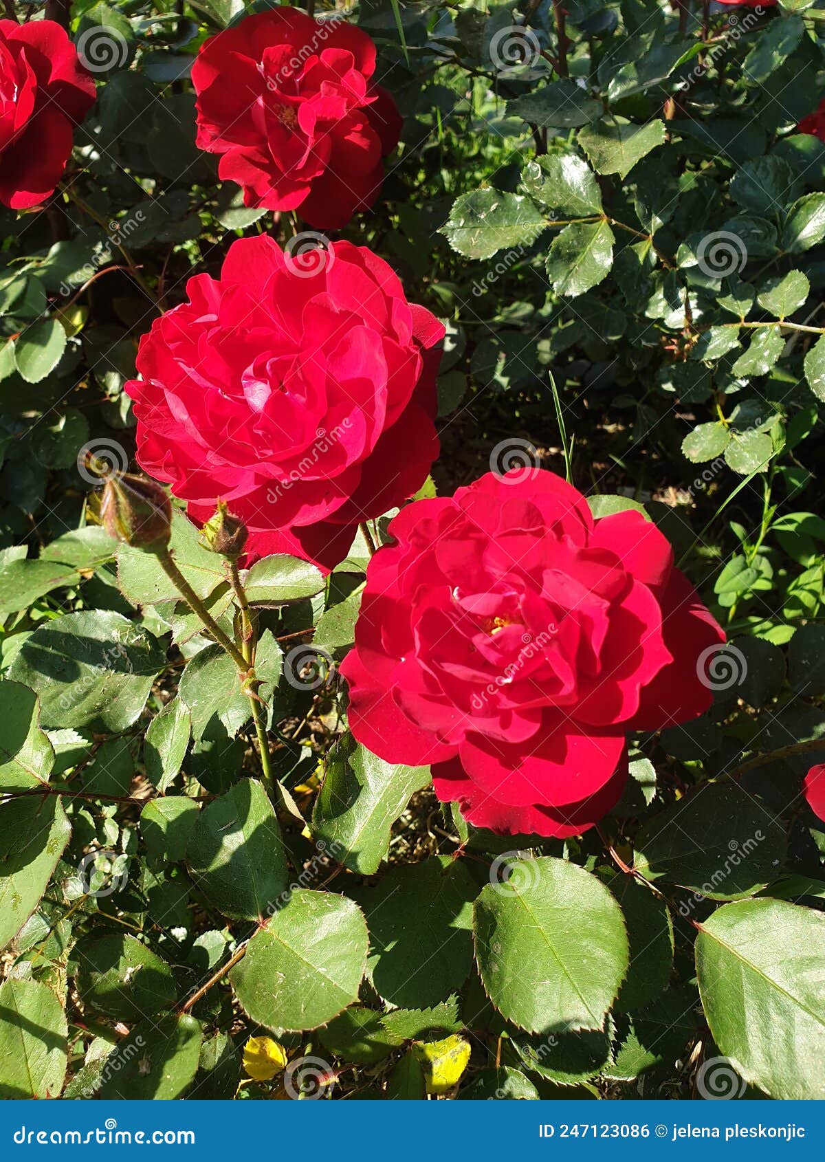 The Most Beautiful Red Roses Stock Photo - Image of nature, flowers ...