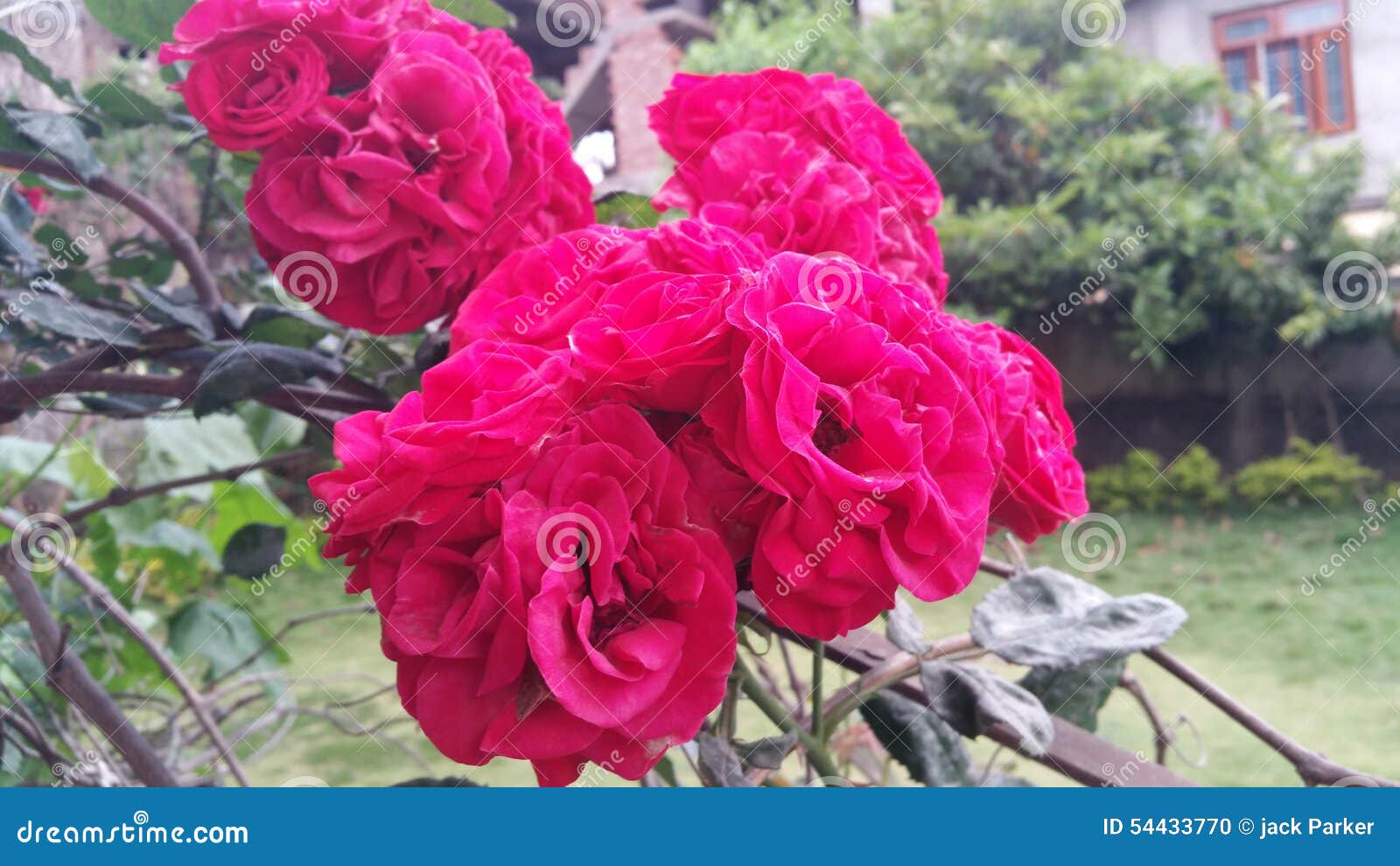 Most Beautiful Red Roses In The World