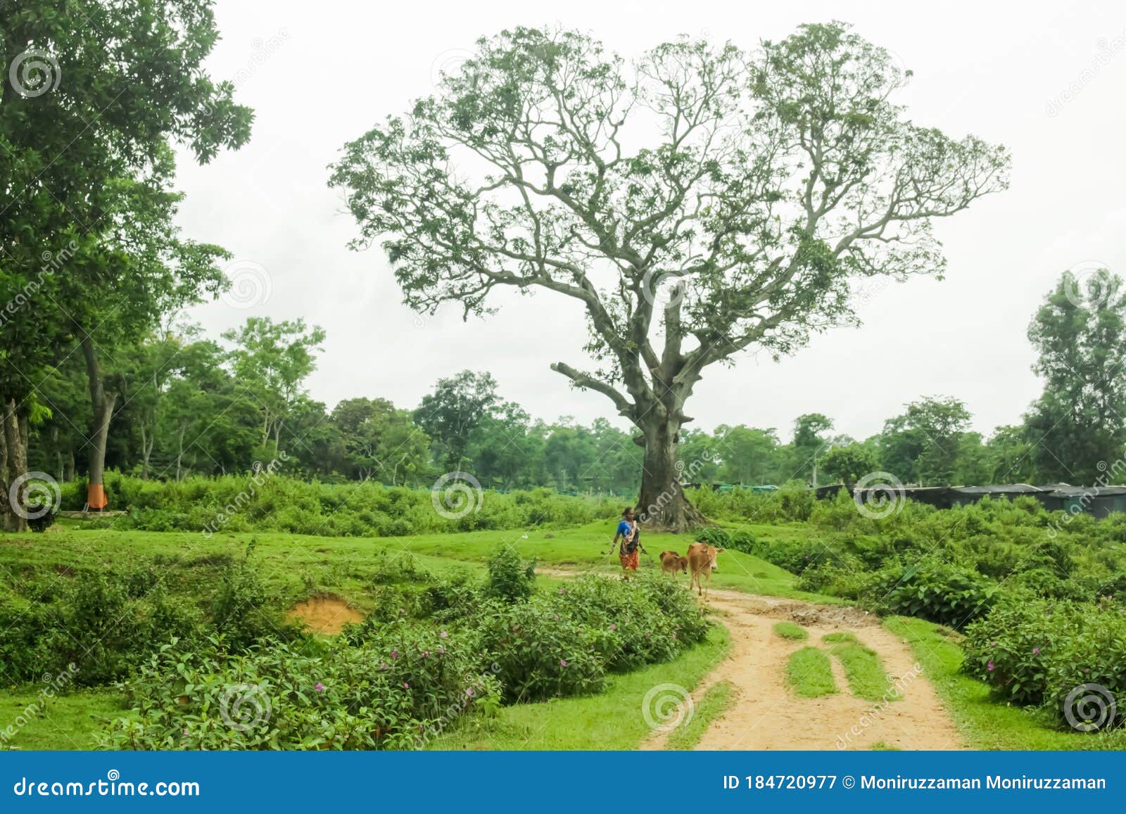 Most Beautiful Road in Village. Editorial Photography - Image of ...