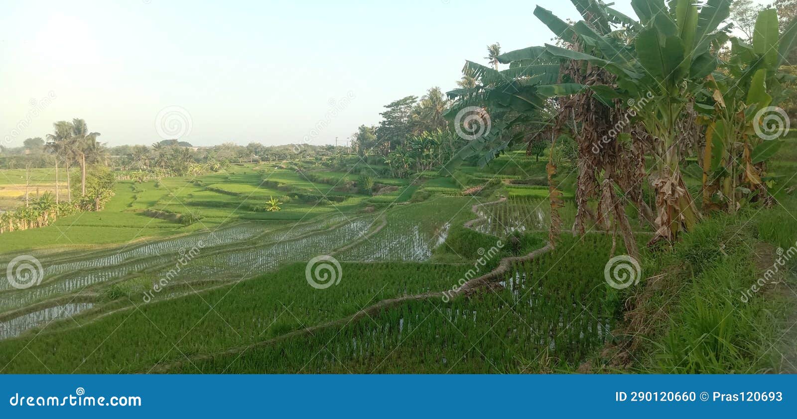 The Most Beautiful Scenic Portrait? Stock Photo - Image of rice, scenic ...