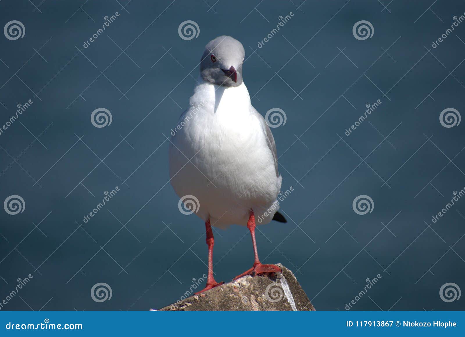 Red Billed Seagull stock image. Image of billed, beautiful - 117913867