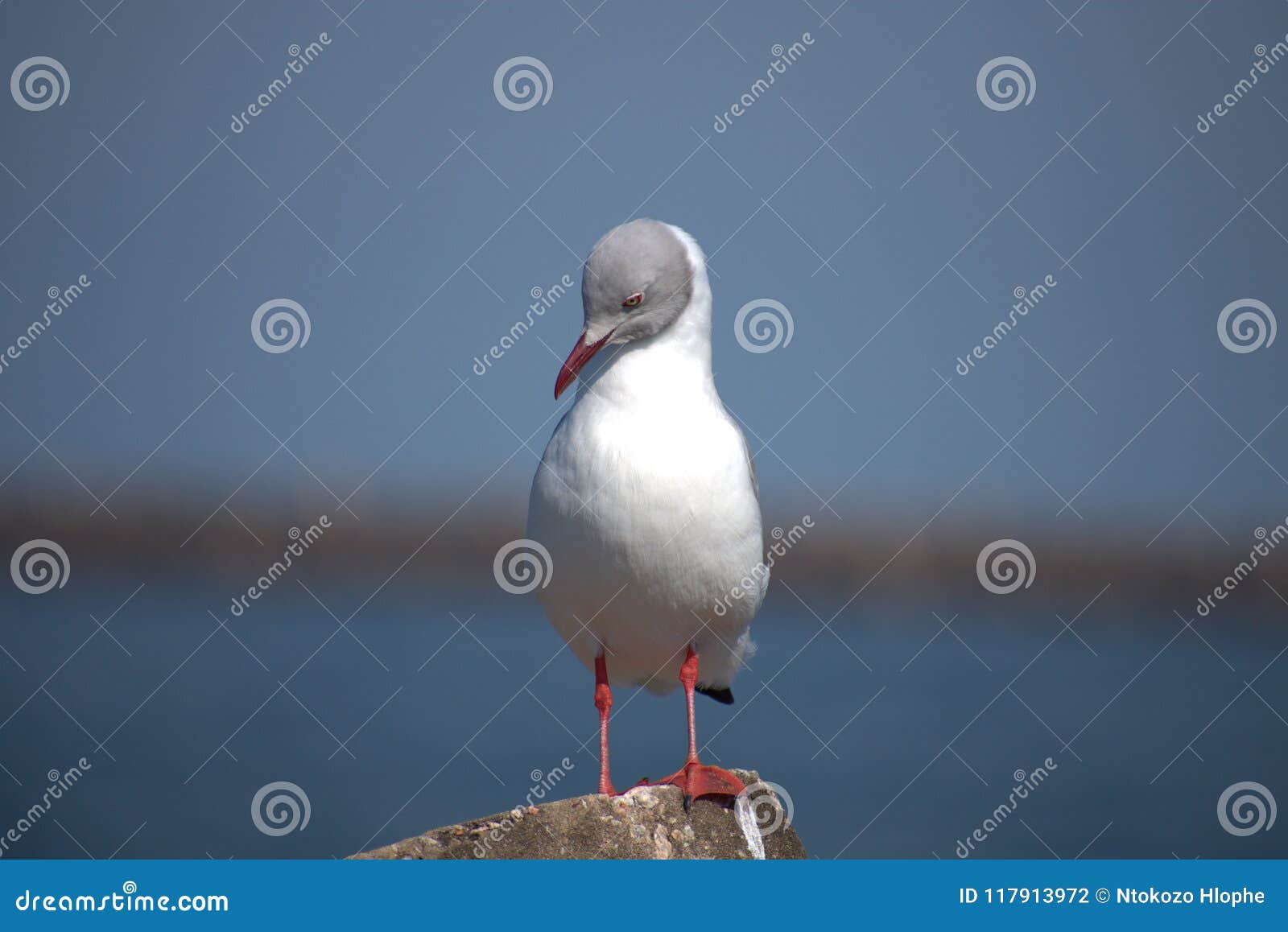 Red Billed Seagull stock photo. Image of seagull, billed - 117913972