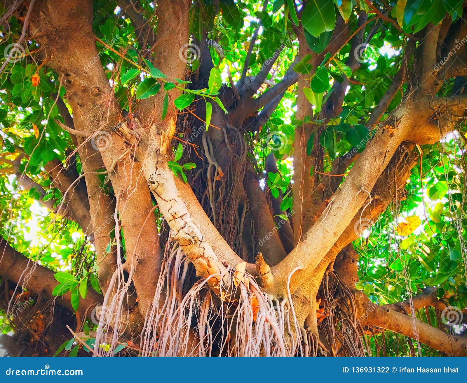 MOST BEAUTIFUL TREE stock photo. Image of leafs, asia - 136931322