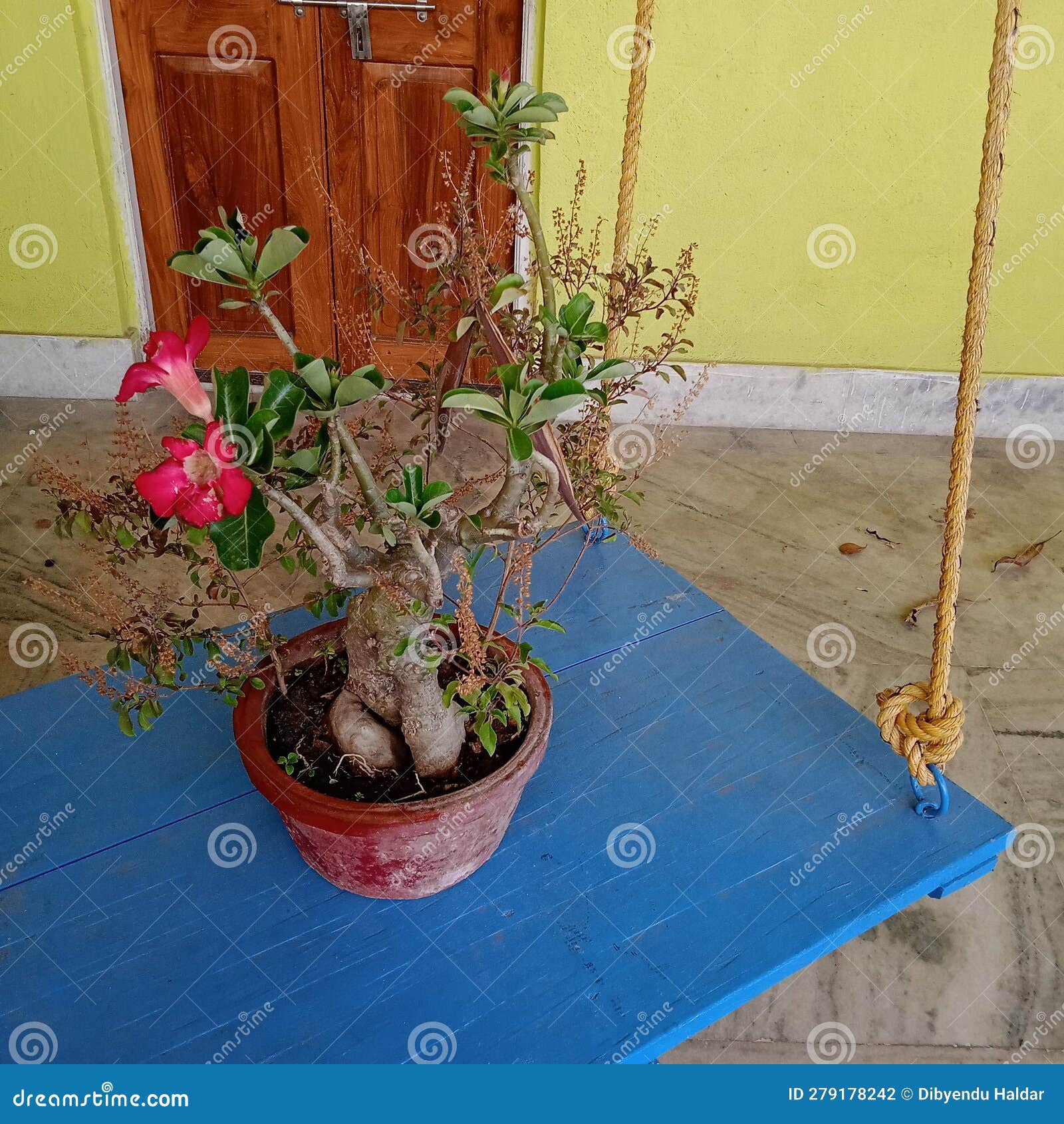 Most Beautiful Tree in Red Tub Stock Photo - Image of tree, beautiful ...