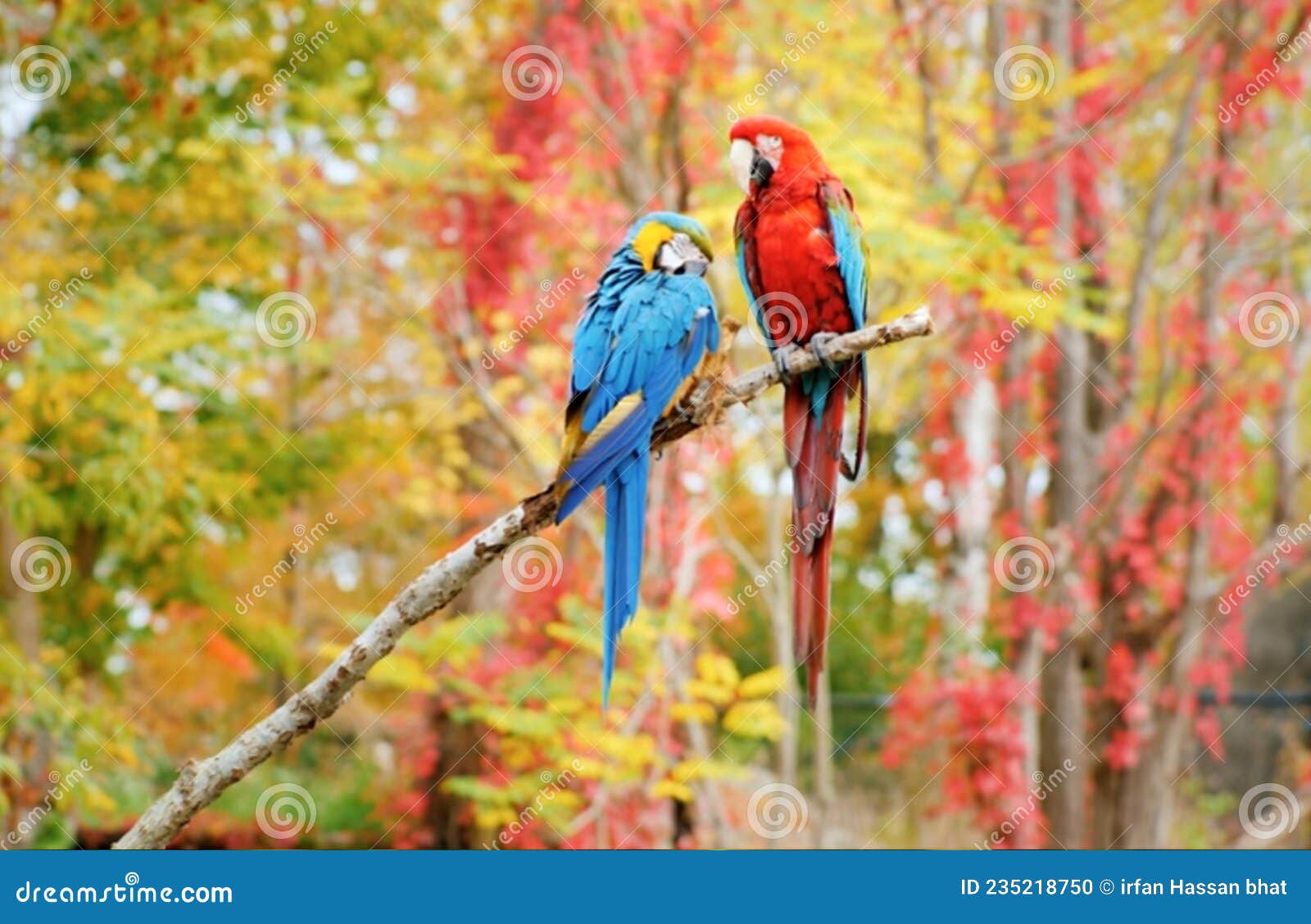 Most beautiful two parrots stock photo. Image of jungle - 235218750