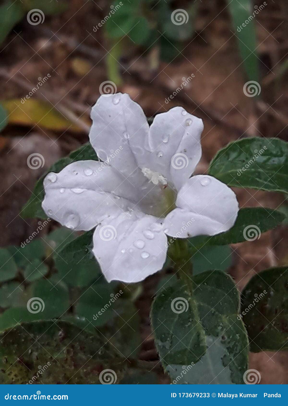 Most Beautiful White Flowers Stock Image - Image of botanical, leaf ...