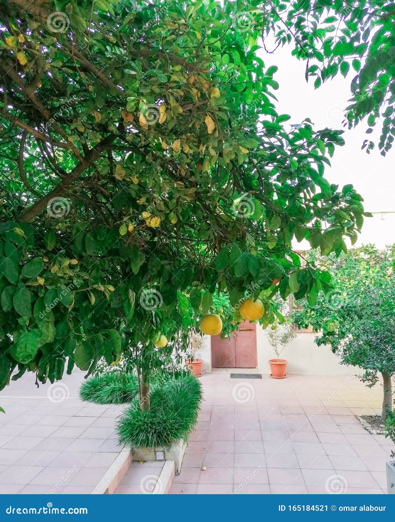 The Most Beautiful and Wonderful Trees in Jordan Stock Image - Image of ...