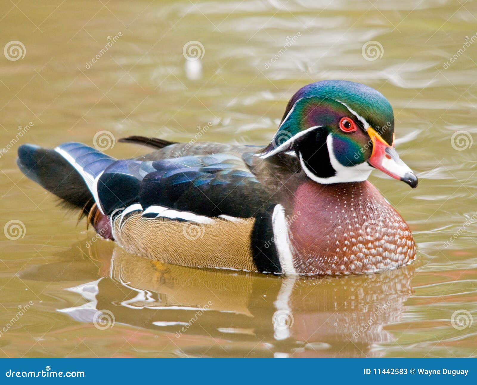 Most beautifull duck ever stock image. Image of wood - 11442583