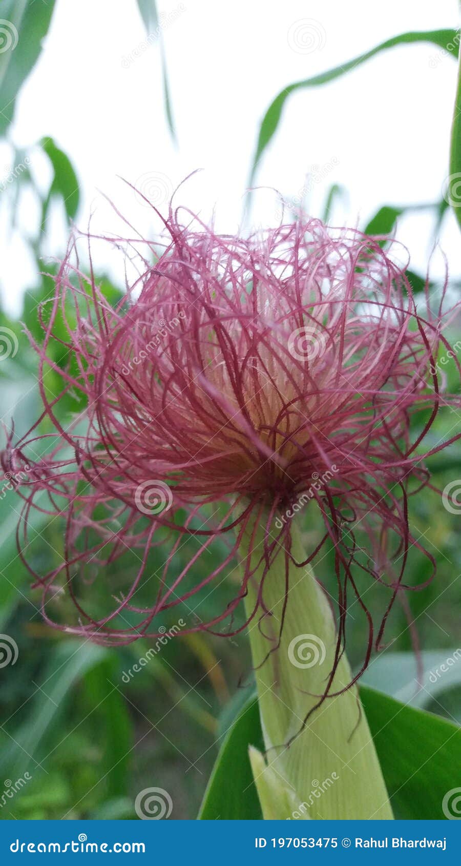 Maize Flower Royalty-Free Stock Photo | CartoonDealer.com #43474995