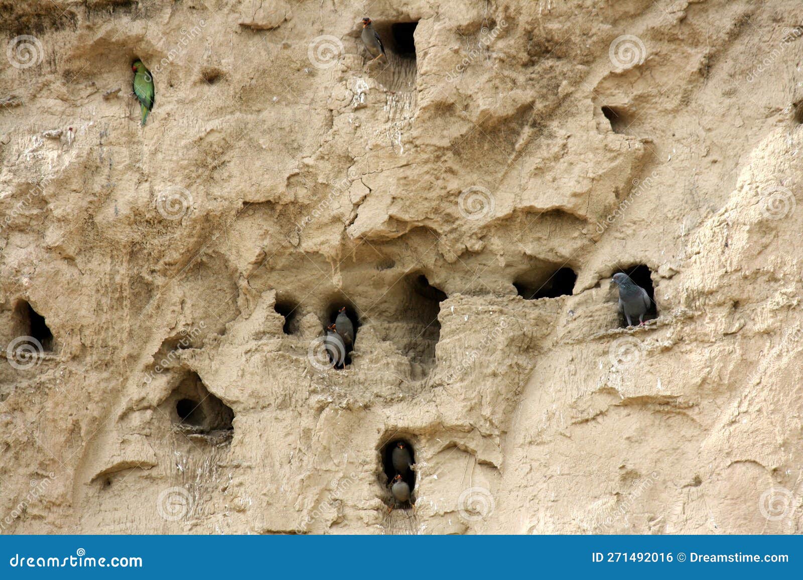 Birds of Various Species Occupying Burrow Nests Excavated in a Vertical ...