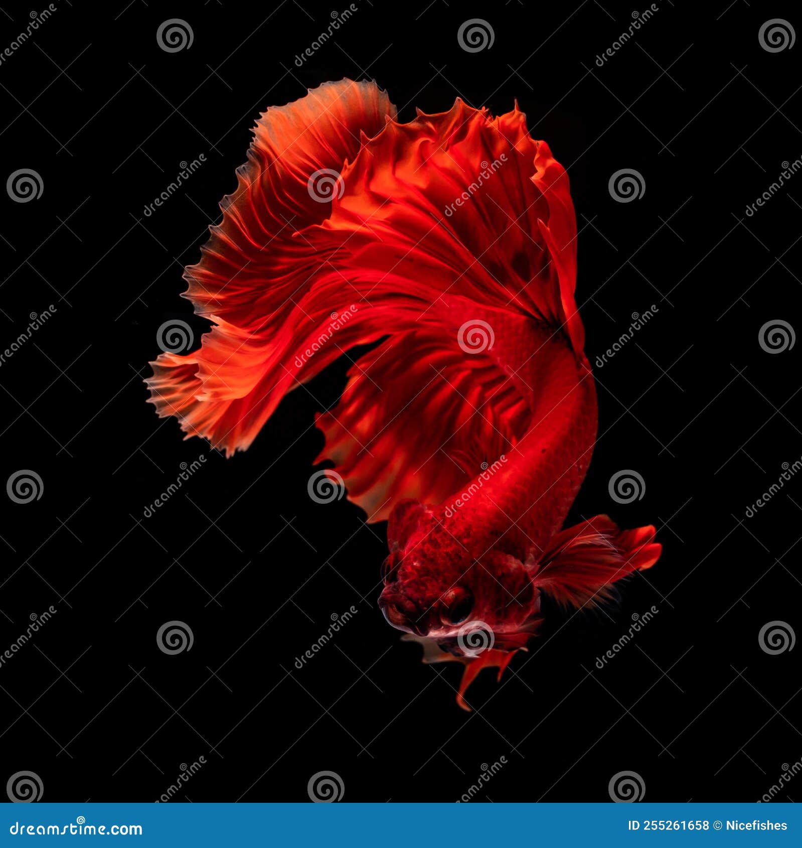 The Most Colorful Fish in the World Stock Photo - Image of nature ...