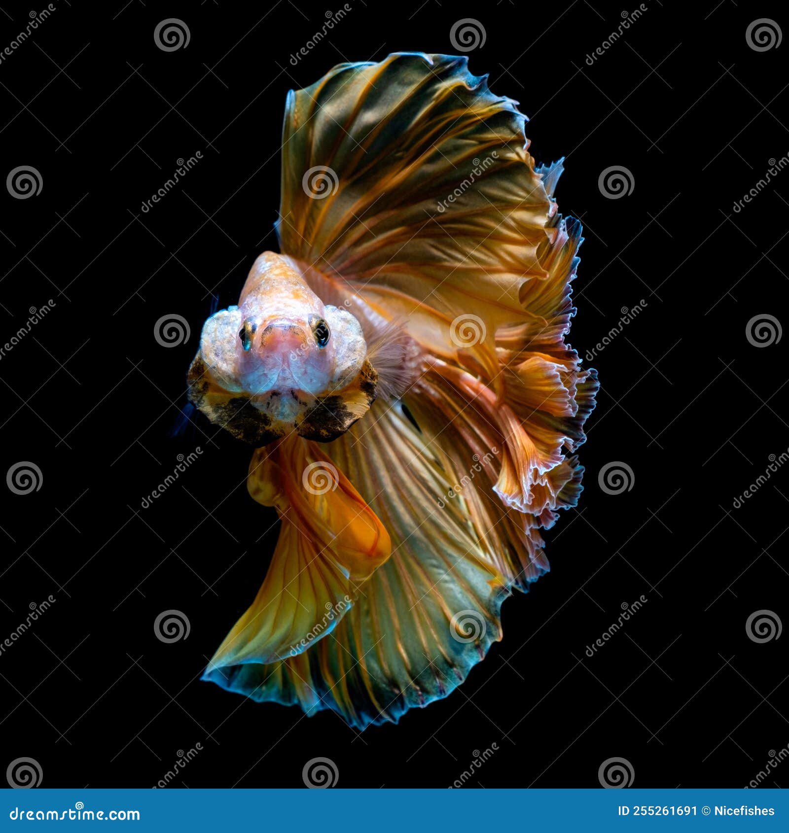 The Most Colorful Fish in the World Stock Image - Image of beautiful ...