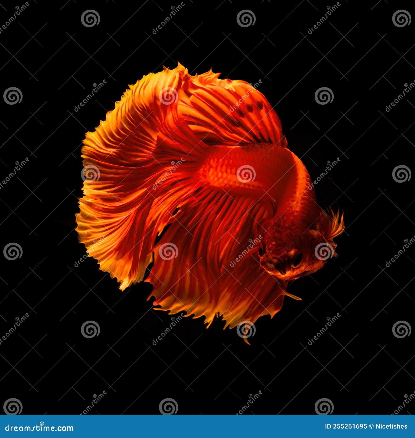 The Most Colorful Fish in the World Stock Image - Image of tail, color ...
