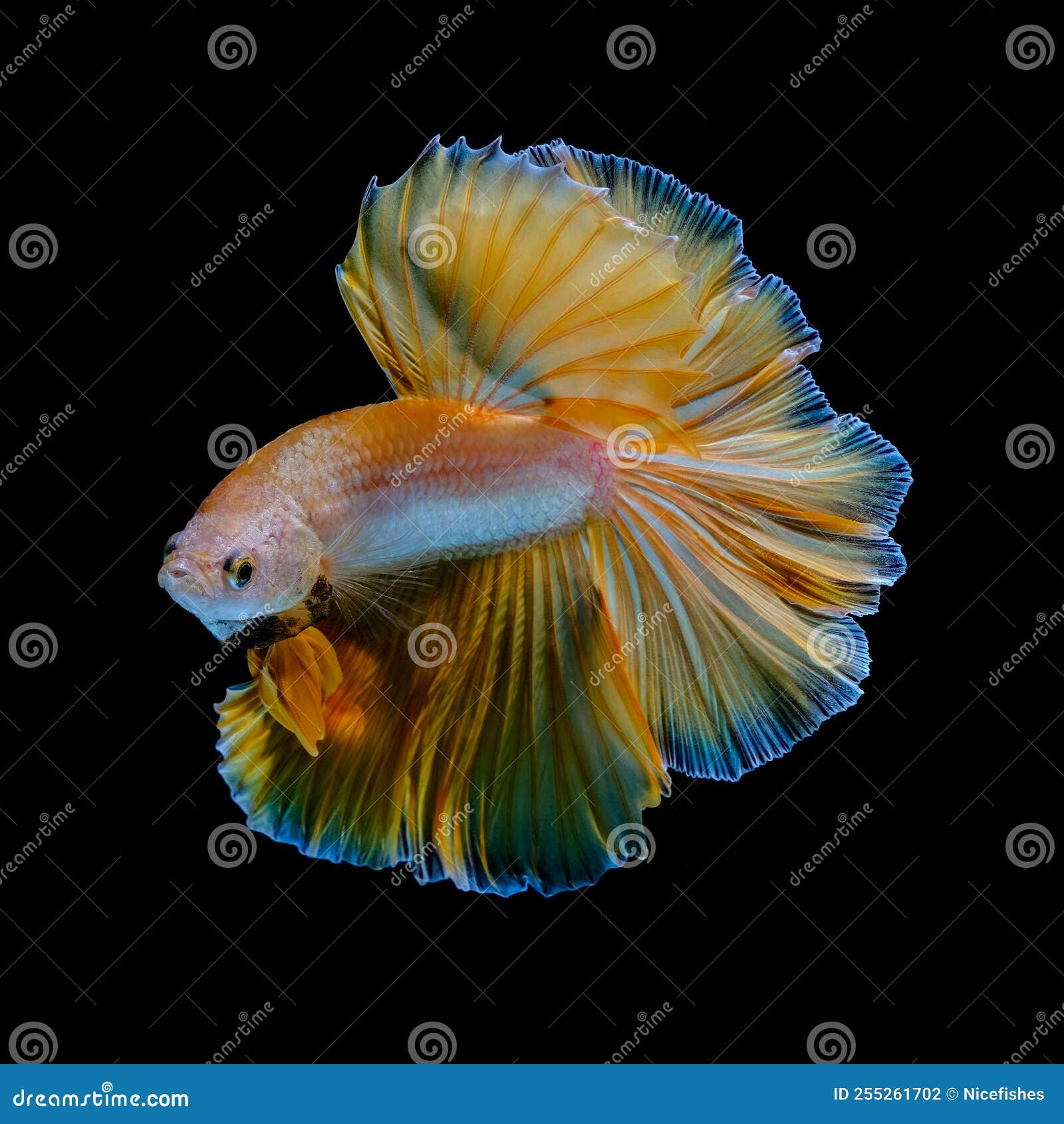 The Most Colorful Fish in the World Stock Photo - Image of animal ...