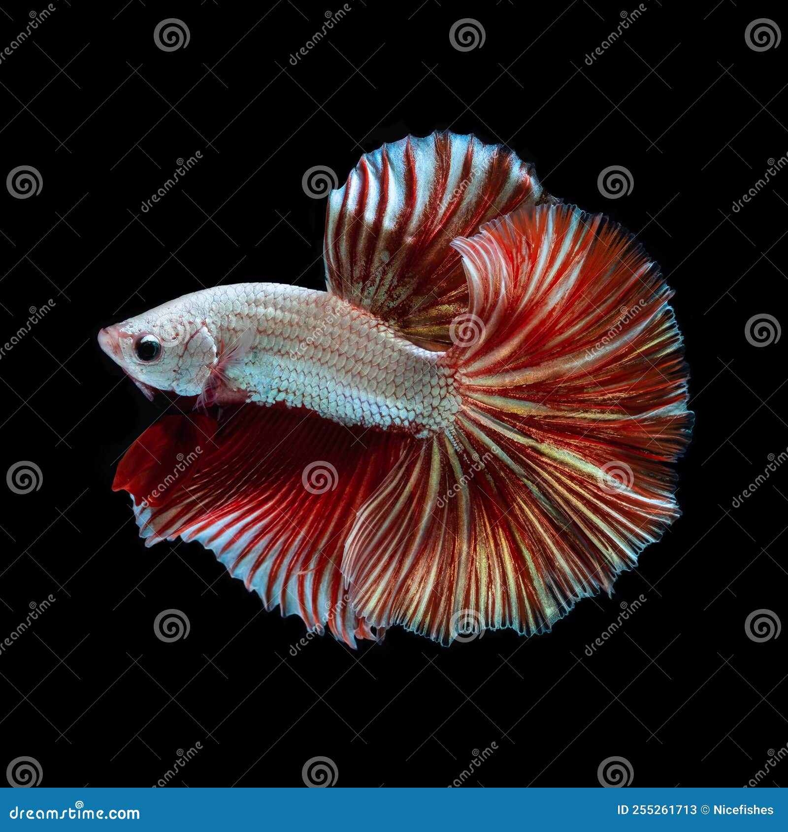 The Most Colorful Fish in the World Stock Image - Image of animal ...