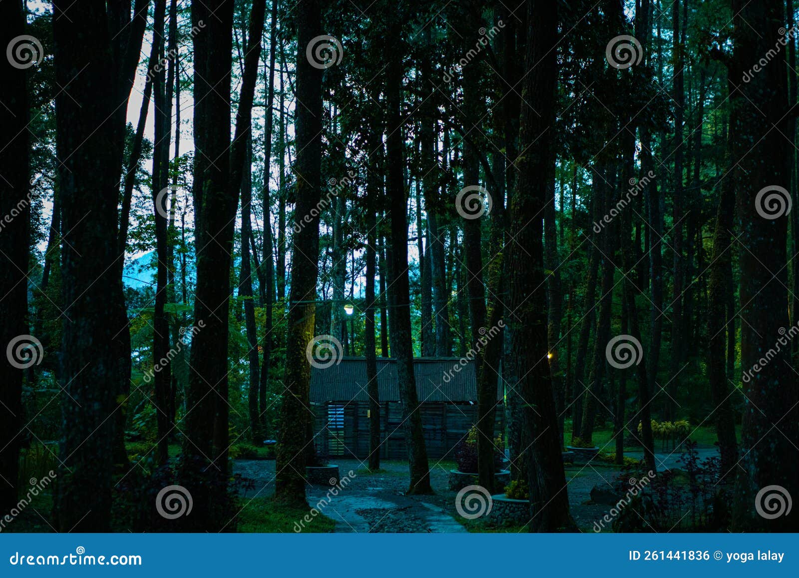 The Most Comfortable Place in the Forest . Sunrise, Sunset , and ...