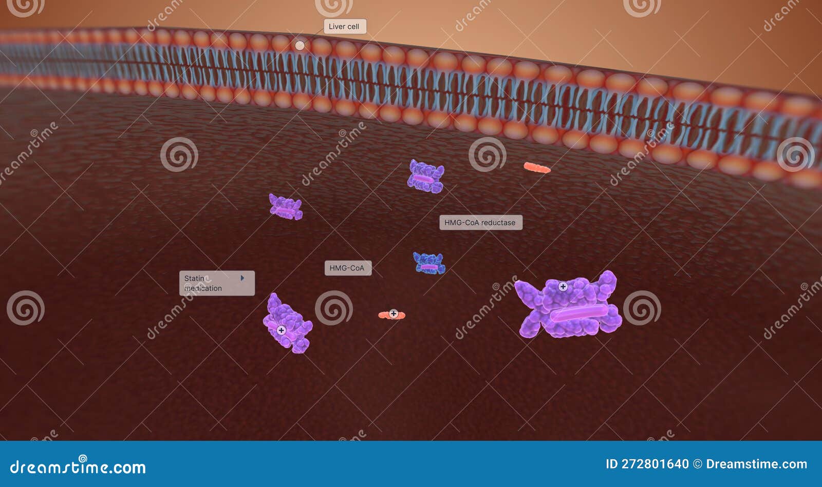 The Most Common Cholesterol-lowering Medication are Statins Stock ...