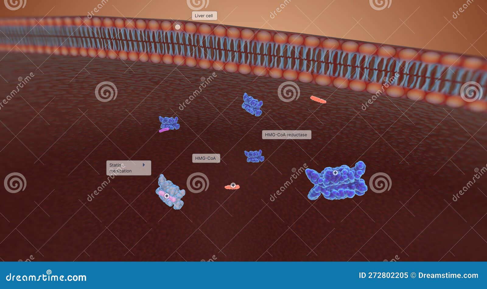 The Most Common Cholesterol-lowering Medication are Statins Stock ...