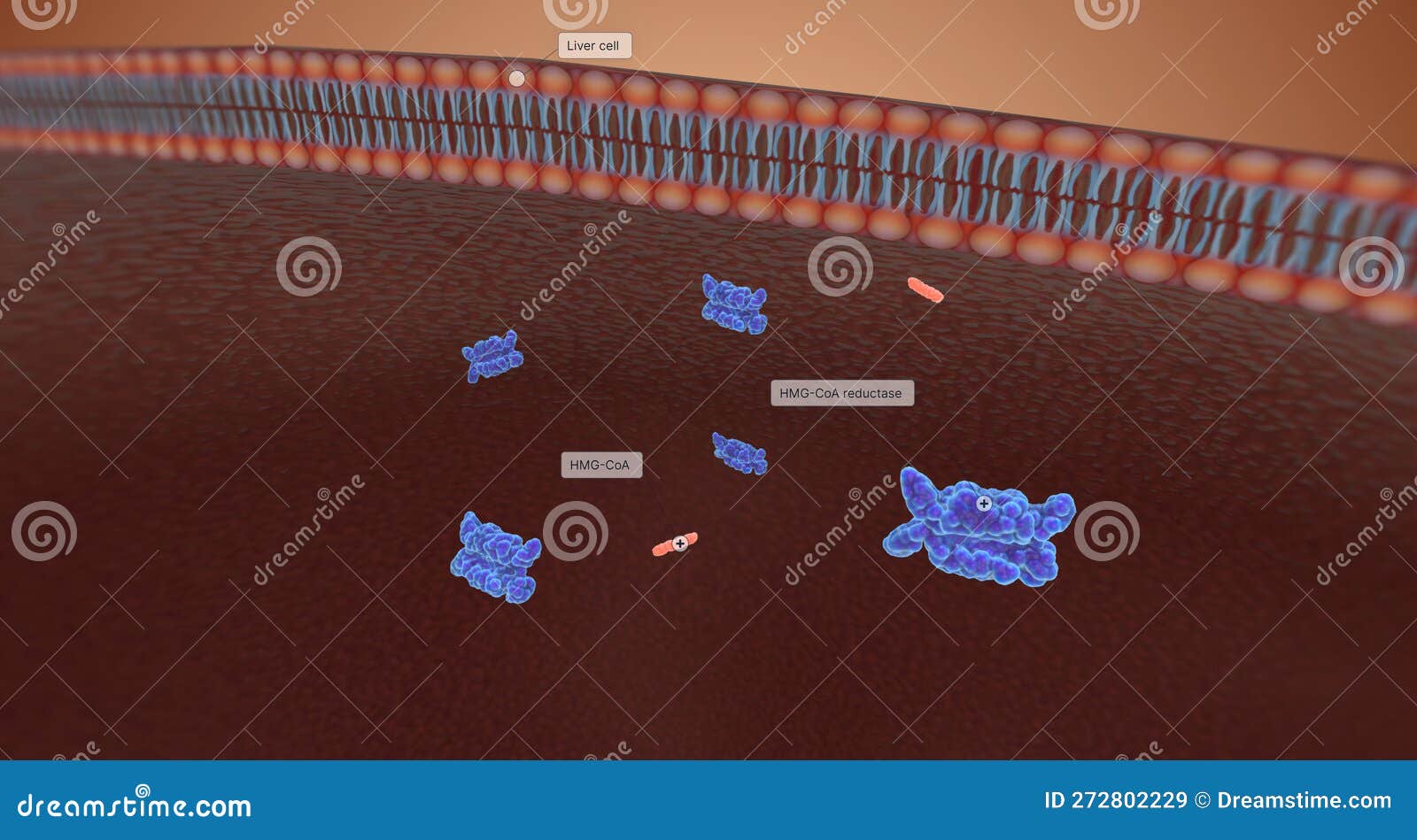 The Most Common Cholesterol-lowering Medication are Statins Stock ...