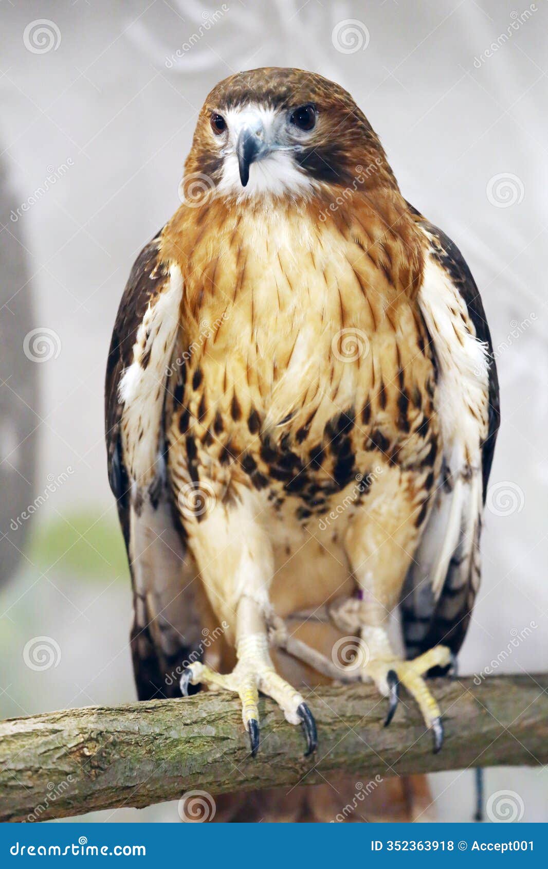 The Most Common Hawk. Portrait of a Trained Red-tailed Hawk Stock Photo ...