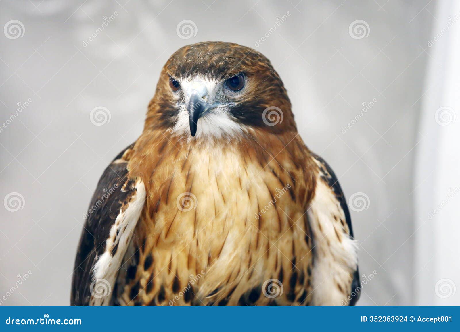 The Most Common Hawk. Portrait of a Trained Red-tailed Hawk Stock Photo ...