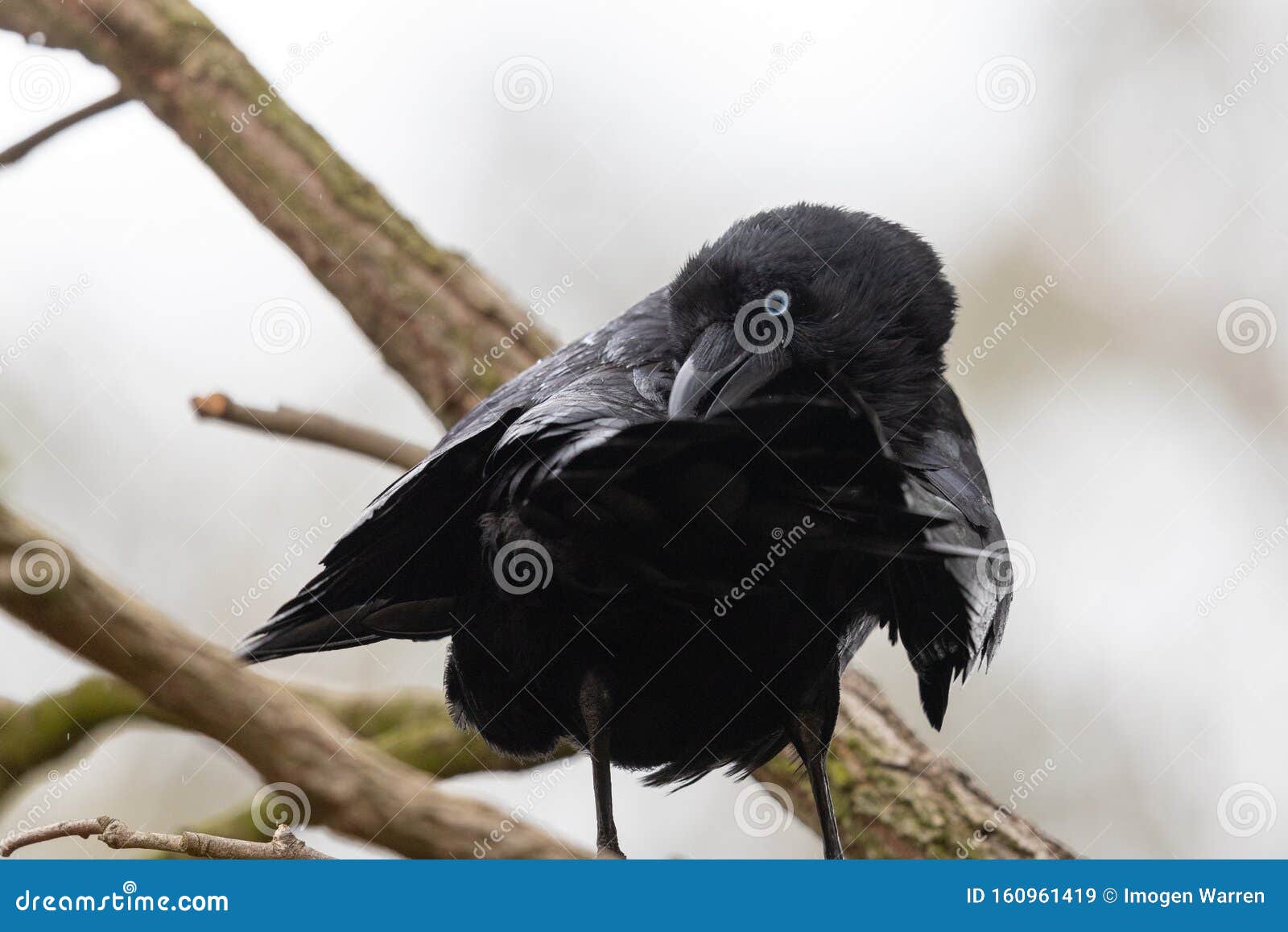 Little raven in Australia stock image. Image of animal - 160961419