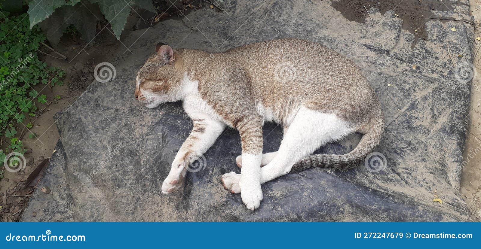 Sleeping Indian Domestic Cat Stock Image - Image of cute, white: 272247679