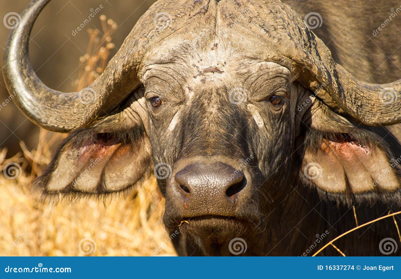 The most dangerous stock photo. Image of allowing, baring - 16337274