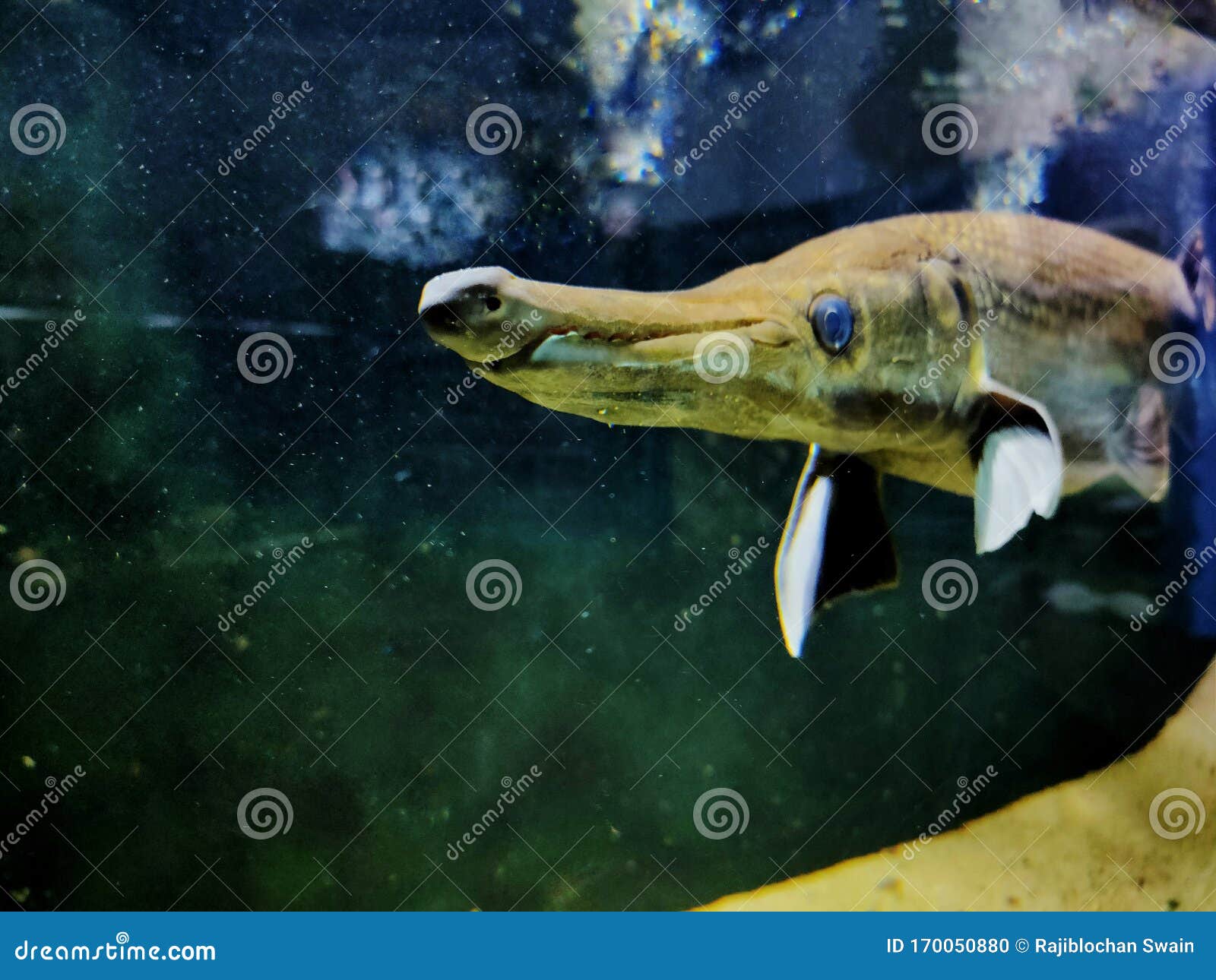 A Aligeter Gar Fish in the Natural Environment Stock Photo - Image of ...