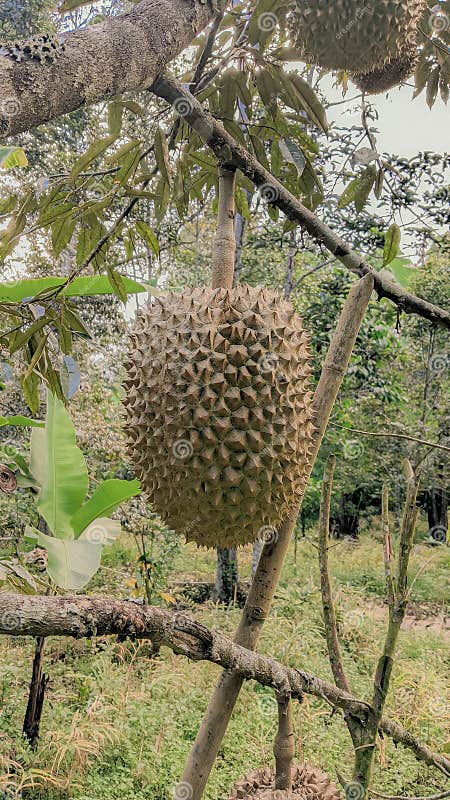 The Most Delicious Fruit in the World Stock Image - Image of world ...