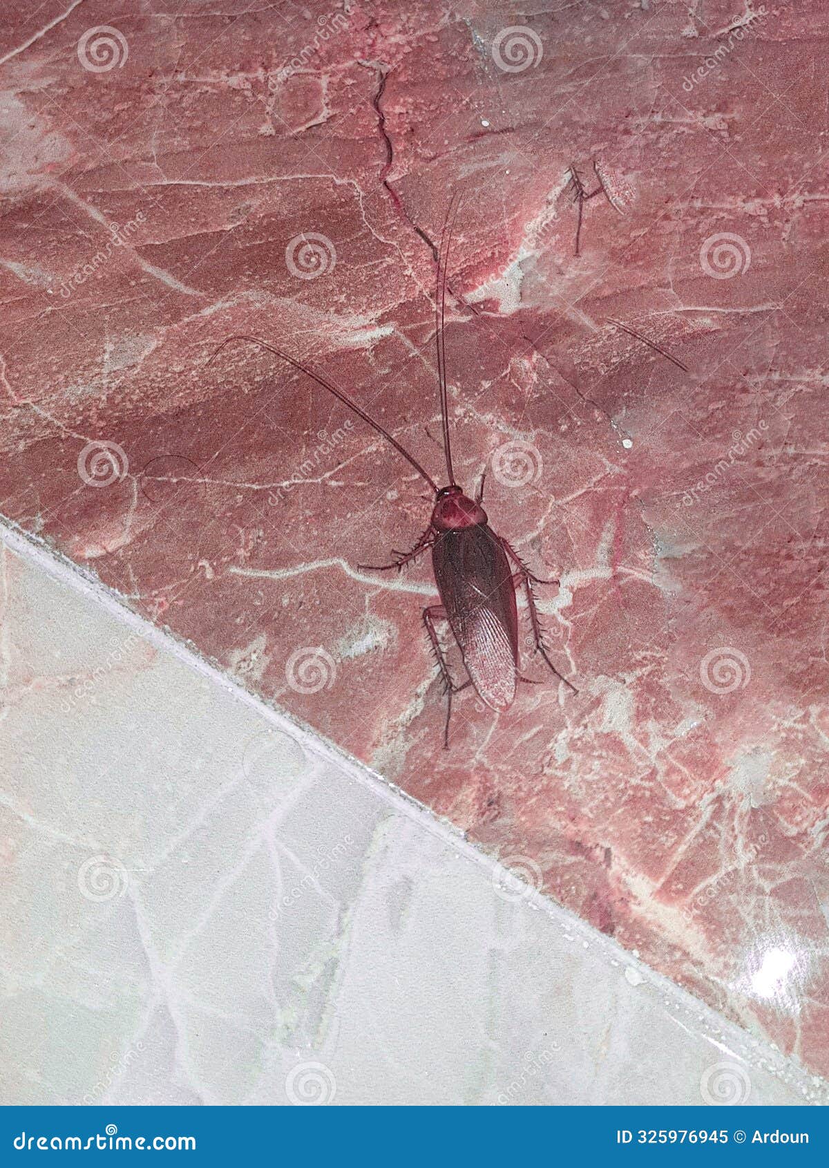 American Cockroach Eating Leftovers On Green Background. Cockroaches ...