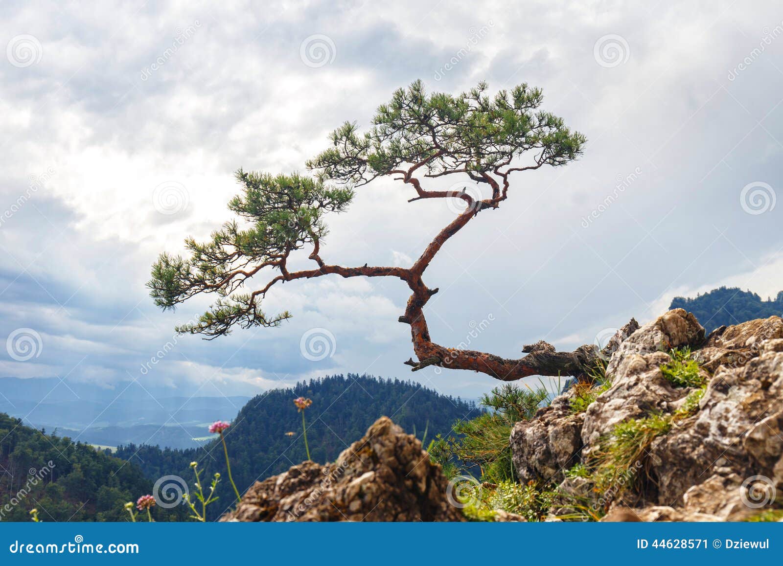 Famous Tree Of Tule In Oaxaca Mexico Royalty-Free Stock Photography ...