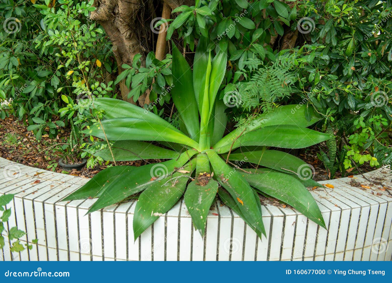 Green Agave in the Corner of the Park Stock Photo - Image of wide, note ...