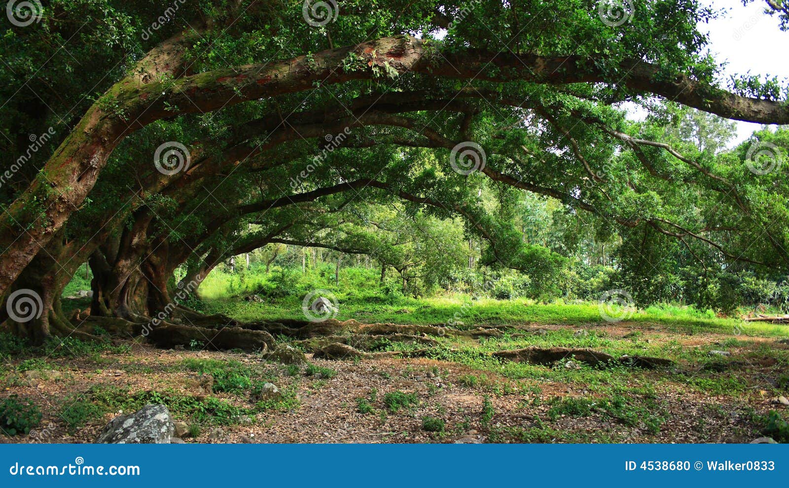 Most large banyan stock photo. Image of banyan, leaf, land - 4538680