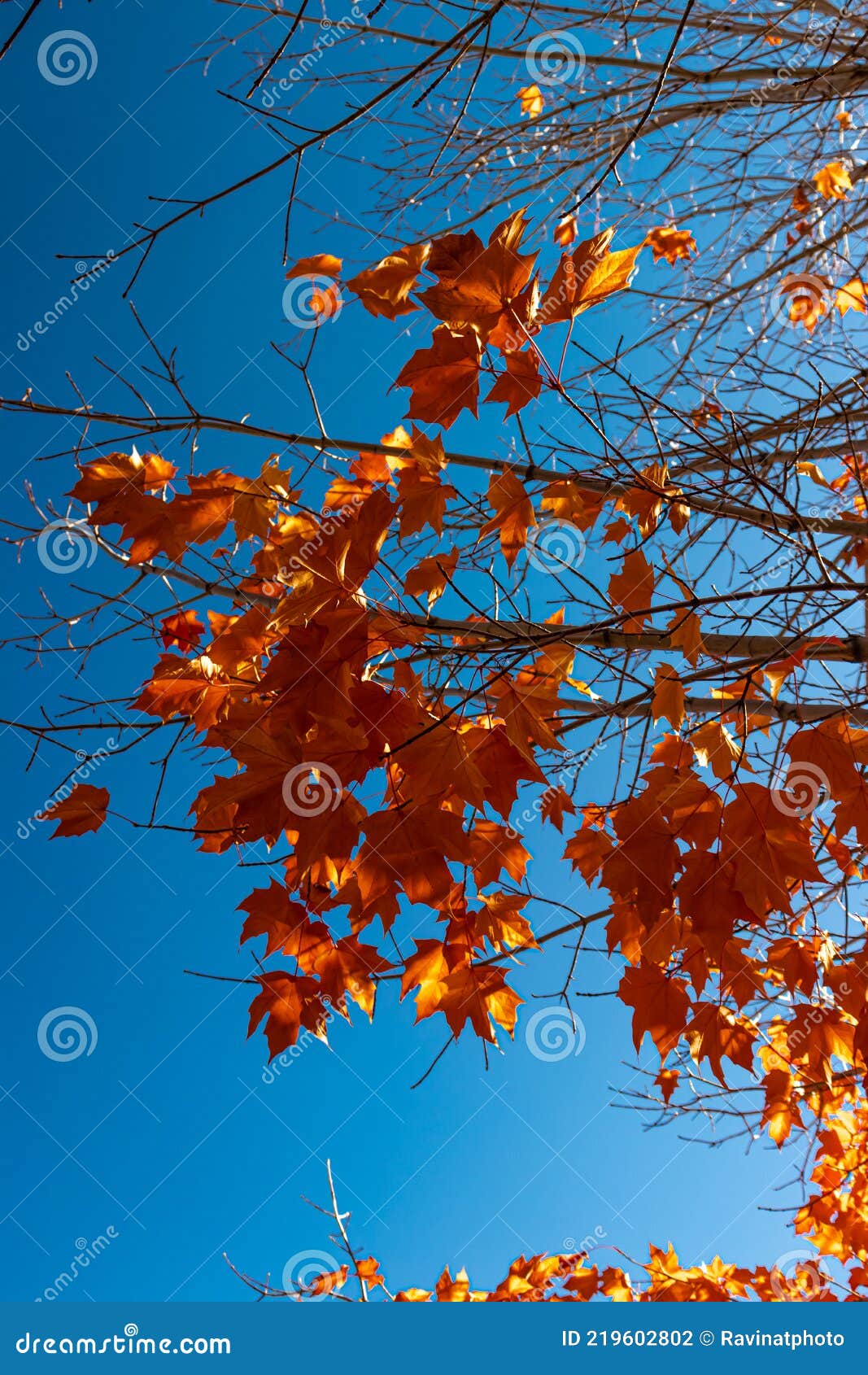 Most Leaves Have Fallen and a Few are Fluttering - Fall in Central ...