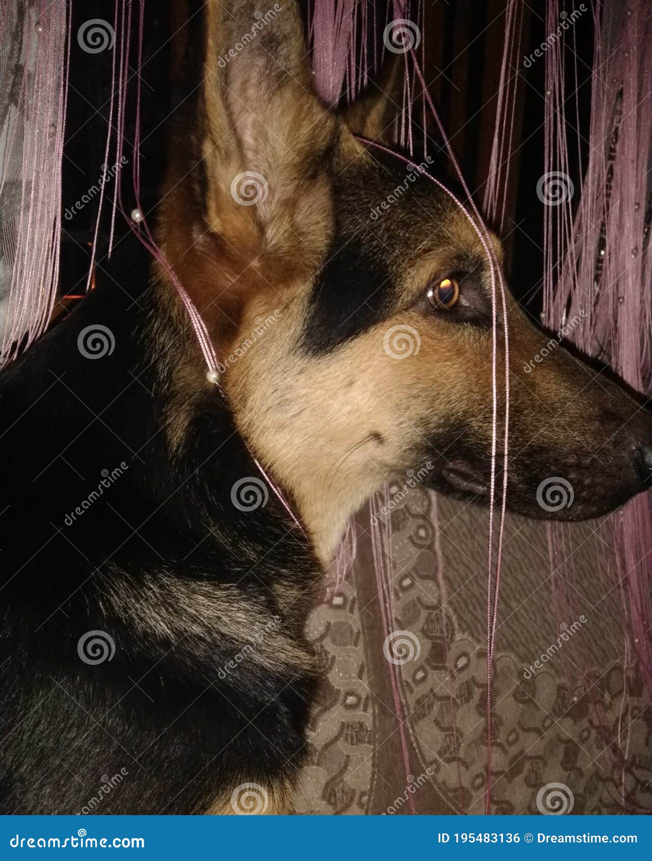 Most Loyal Breed German Shepherd Stock Photo - Image of loyal, shepherd ...