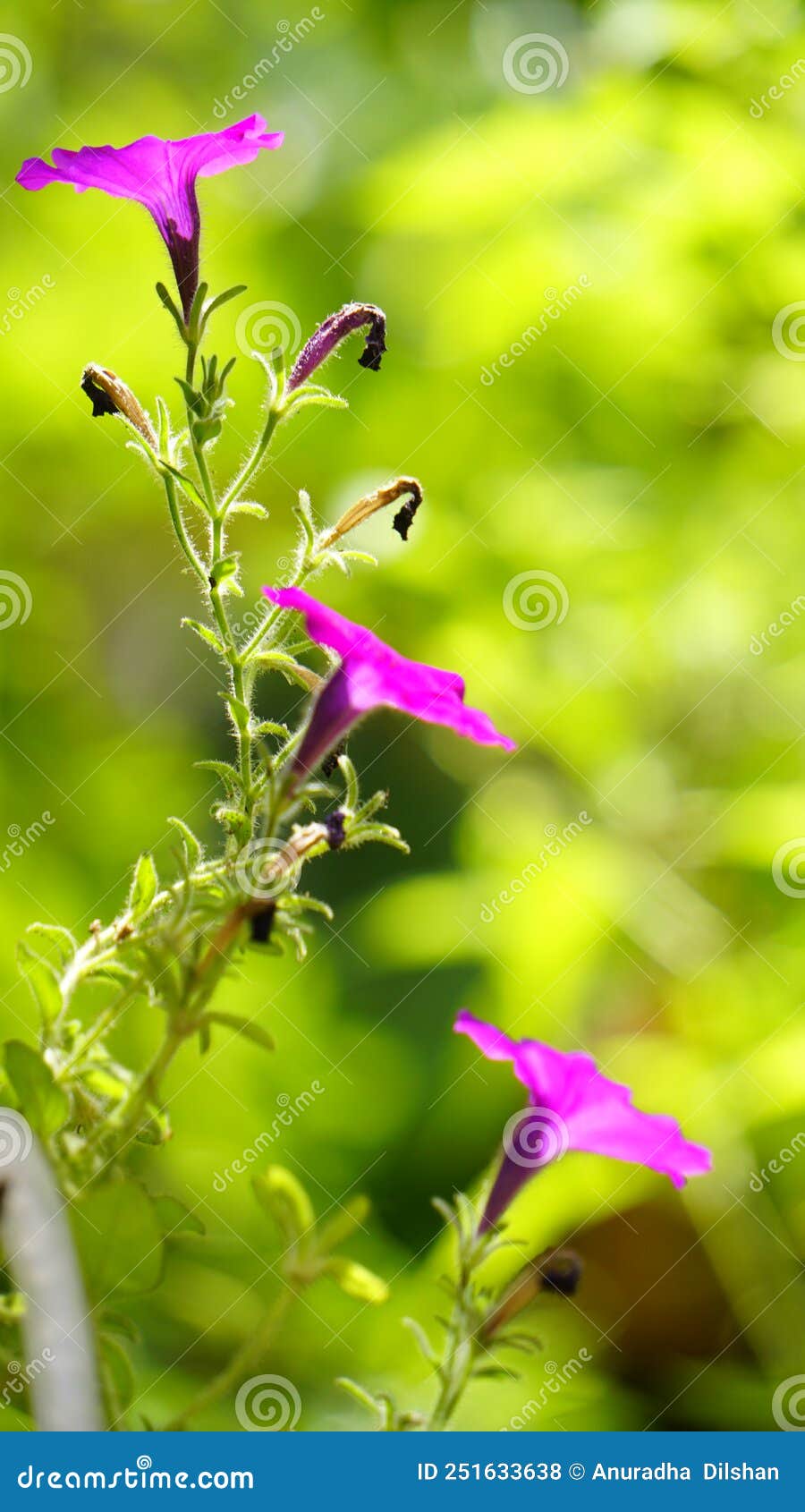 Purple Petunia Spp. Flowers Stock Photo - Image of grass, blossom ... Purple Petunia Spp. Flowers Stock Photo - Image of grass, blossom ...