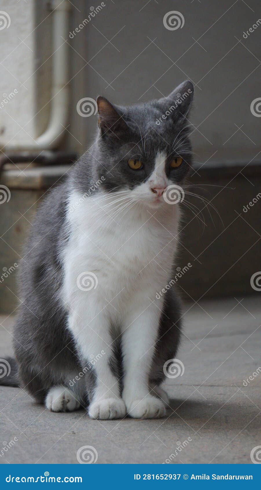 Most Popular Cat Breeds, Cat Sad Mood Stock Image - Image of snout ...