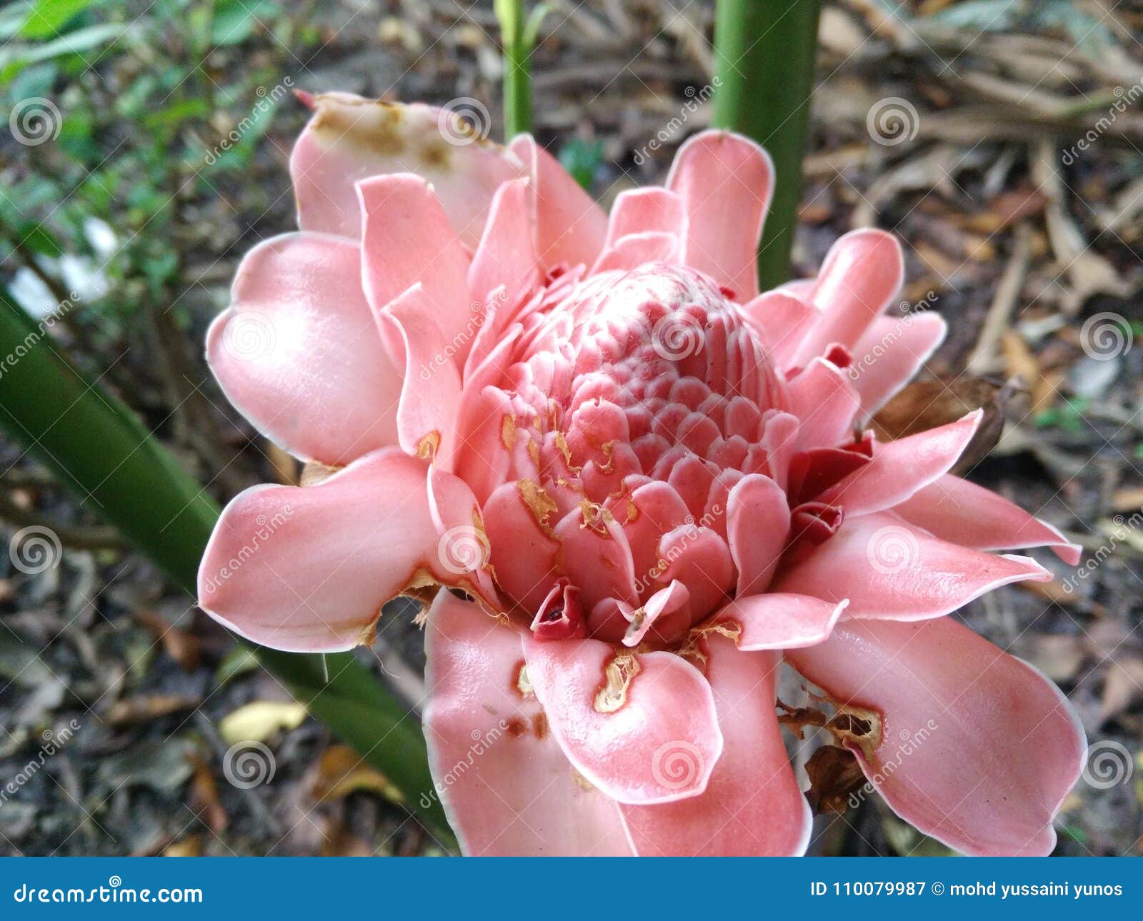 Bunga Kantan stock image. Image of nature, flowers, bungakantan - 110079987