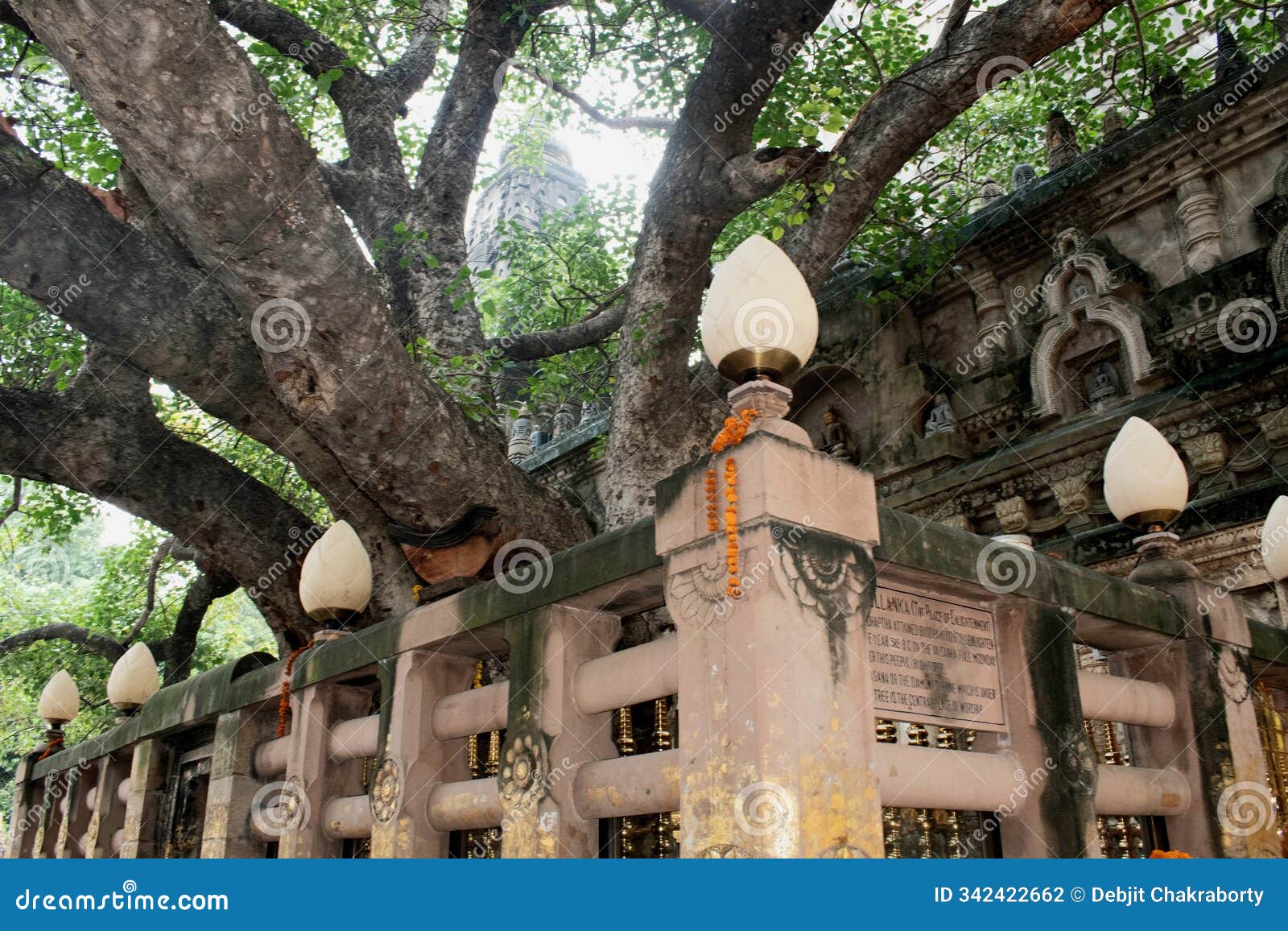 The Most Sacred "bodhi" Tree, a Great Banyan Tree of Enlightenment at ...