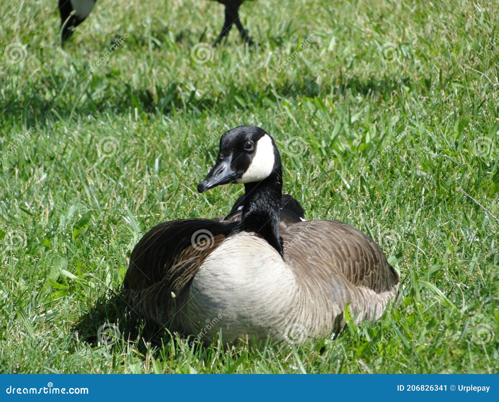 A most serious goose stock image. Image of bird, wildlife - 206826341