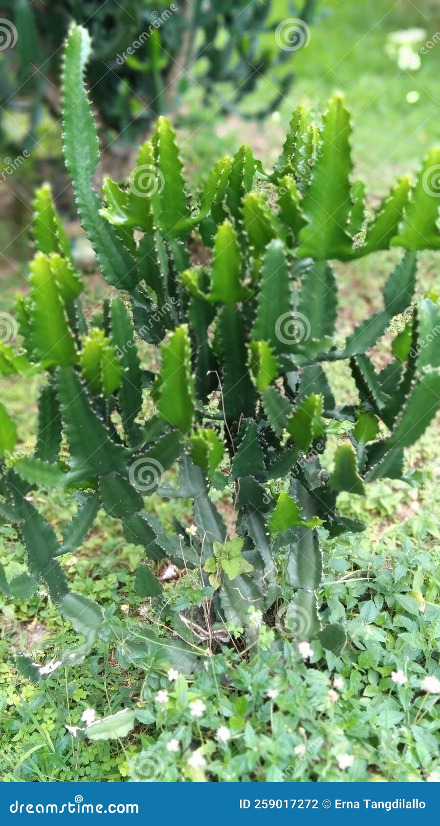 The Most Unique Cactus Tree in the Garden Stock Photo - Image of ...