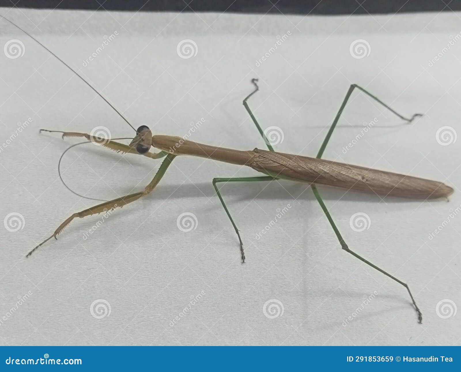 The Most Unique Praying Mantis Animal Stock Image - Image of spider ...