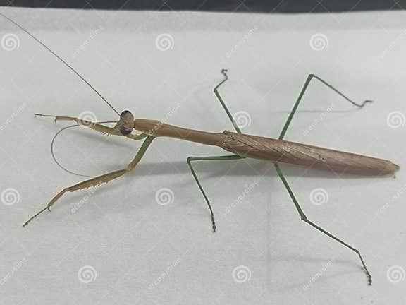 The Most Unique Praying Mantis Animal Stock Image - Image of spider ...