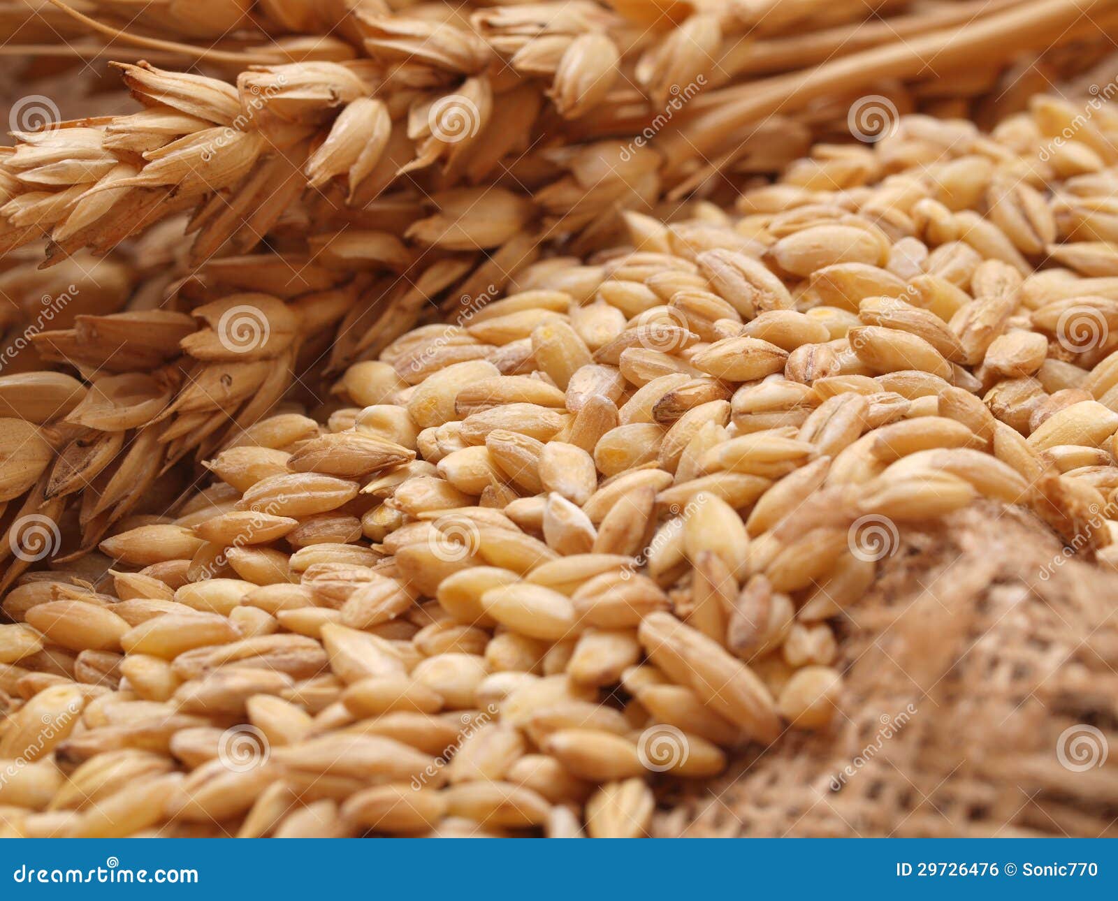 Wheat grains stock photo. Image of heap, harvest, nutrition - 29726476