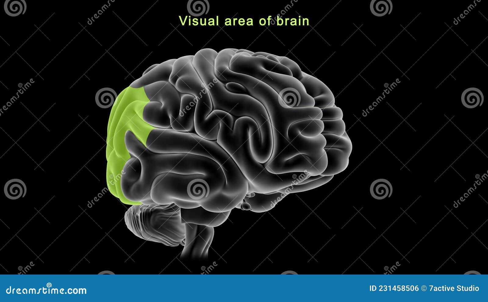 Visual area of human brain stock illustration. Illustration of callosum ...