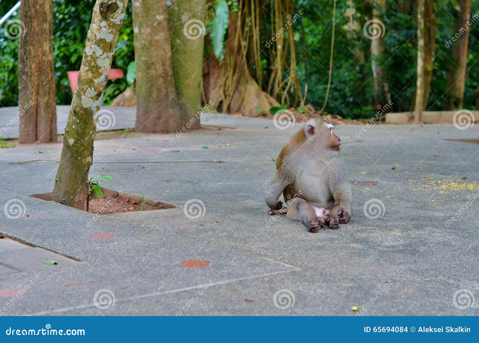 Most Wild Monkey Sitting and Looking Away in the Park Stock Photo ...