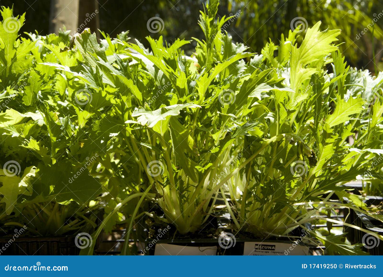Mostarda de campo foto de stock. Imagem de planta, vegetal - 17419250