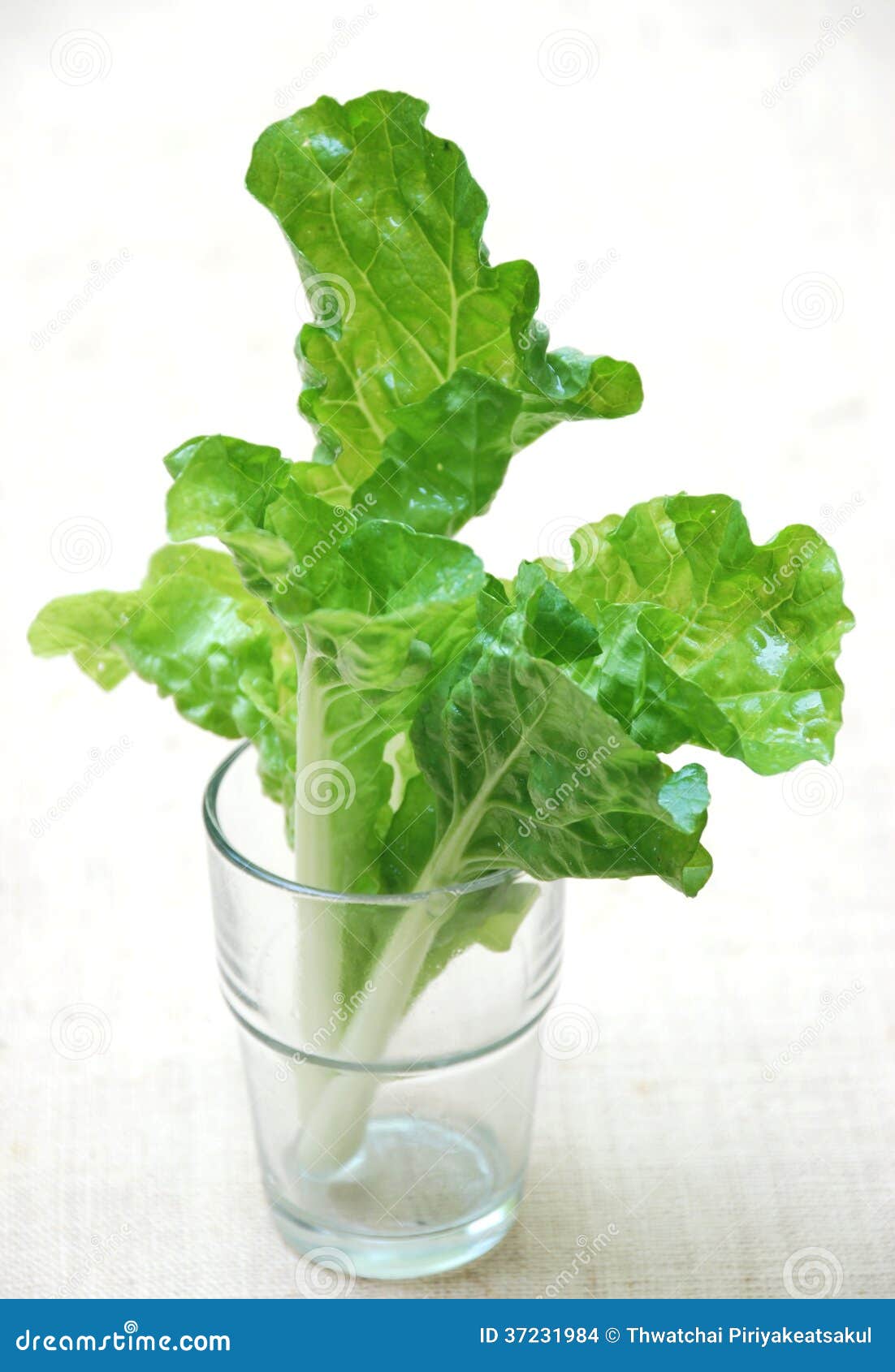 Mostarda Indiana De Mostarda De Folha Foto de Stock - Imagem de preto ...